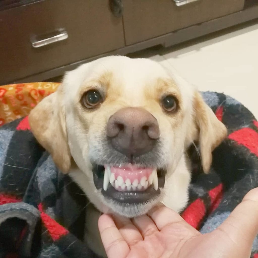 65 Pics of doggy teeth that will make even the grumpiest of us laugh