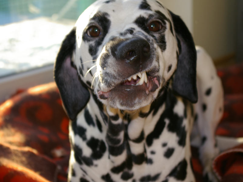65 Pics of doggy teeth that will make even the grumpiest of us laugh