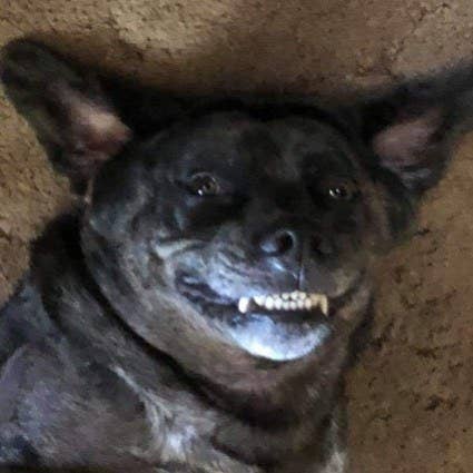65 Pics of doggy teeth that will make even the grumpiest of us laugh