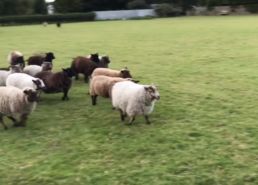 Cute Little Dog Fails As Sheepherder