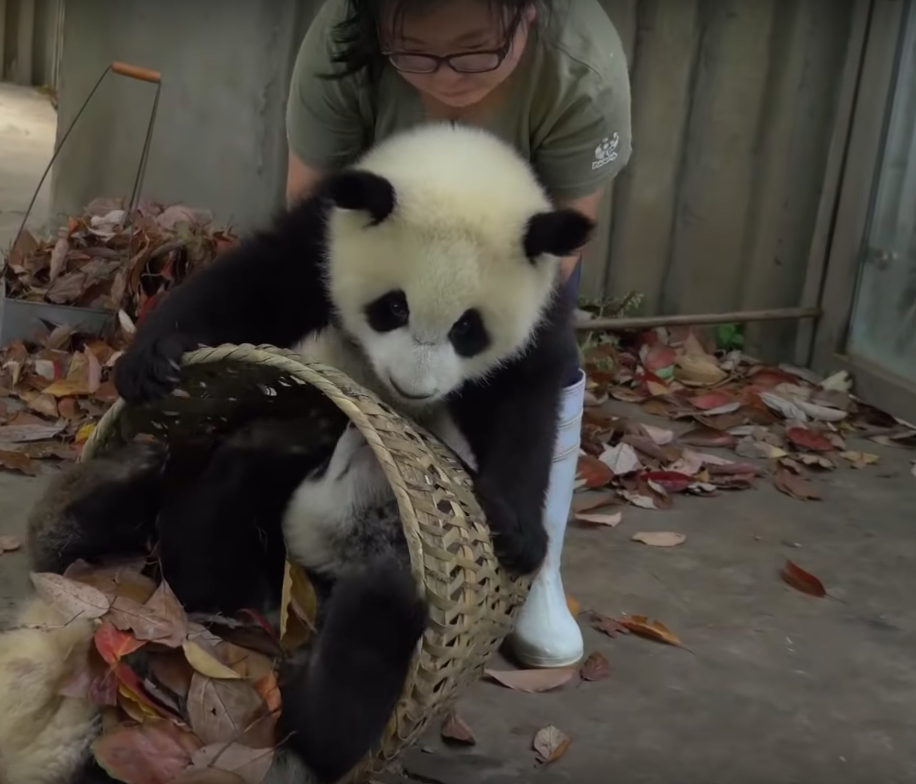 Naughty Panda Cubs Give Worker A Run For Her Money