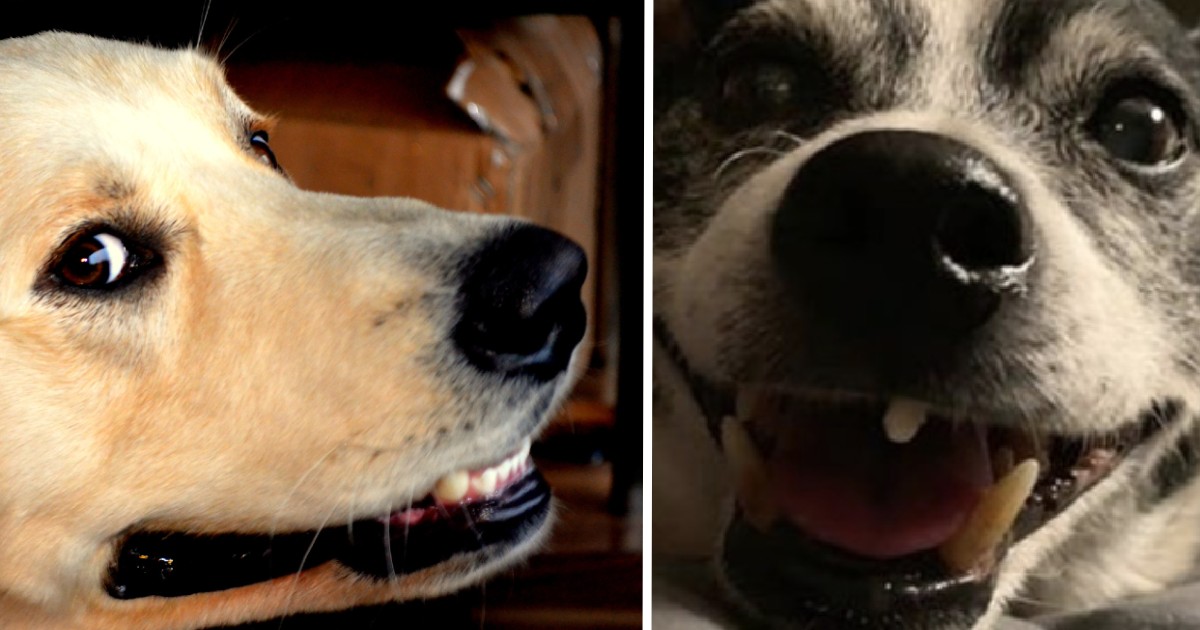 65 Pics of doggy teeth that will make even the grumpiest of us laugh