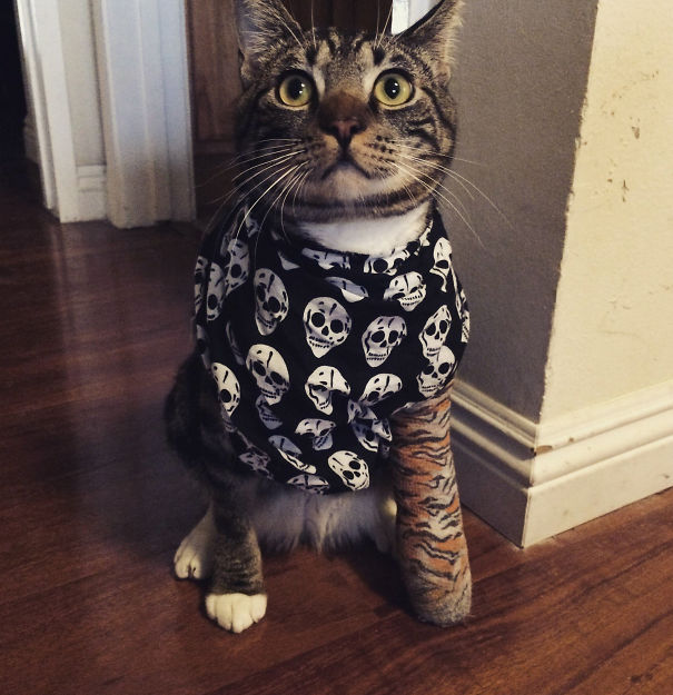 40 injured animals in a tiny cast that will melt your heart in an instant