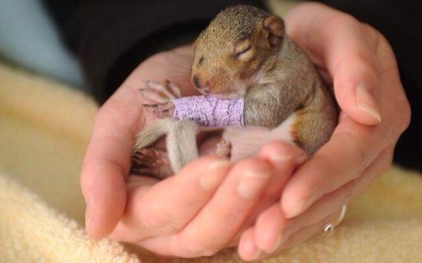 40 injured animals in a tiny cast that will melt your heart in an instant