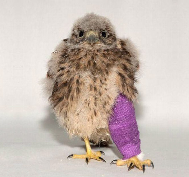 40 injured animals in a tiny cast that will melt your heart in an instant