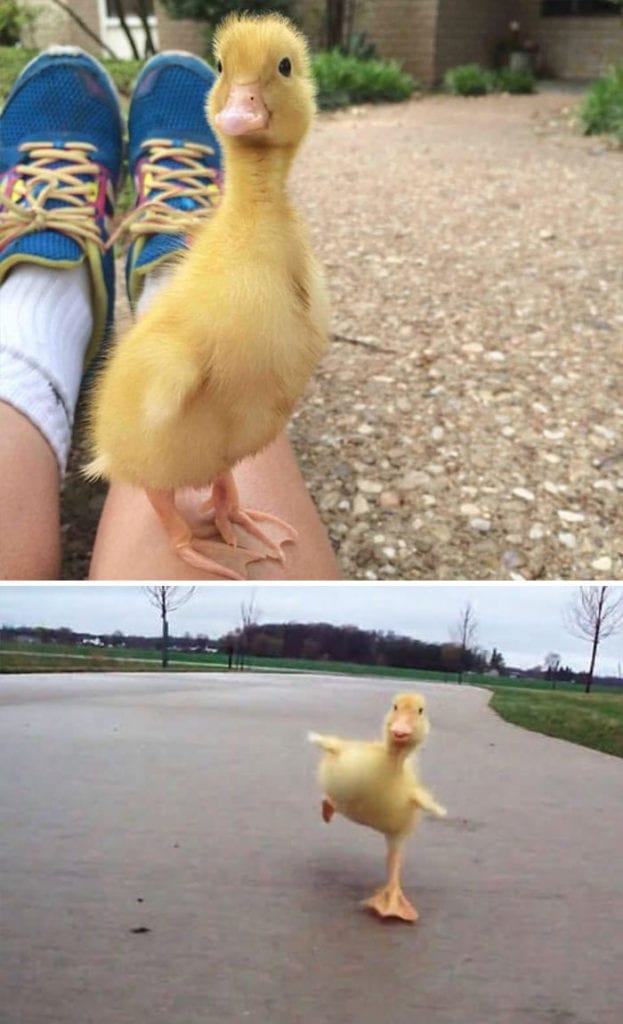 60+ Lucky ducks living their adorable best lives