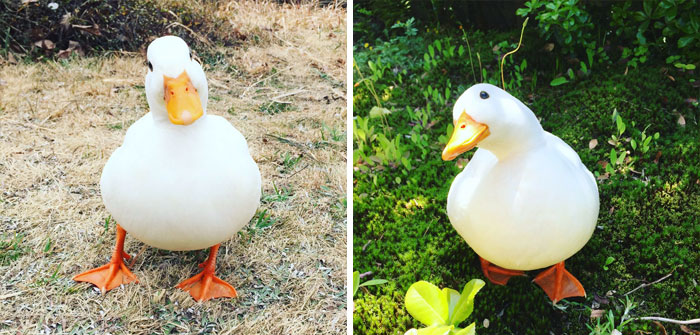 60+ Lucky ducks living their adorable best lives