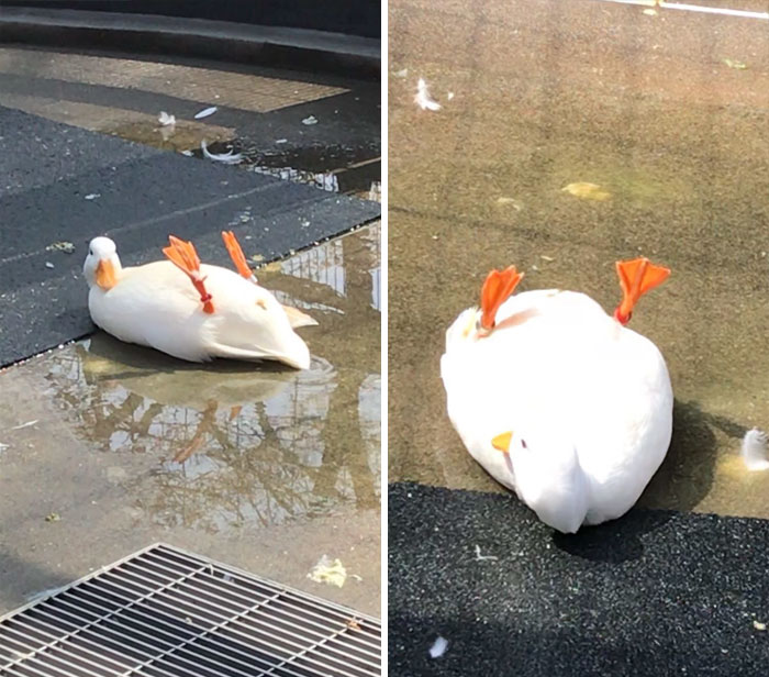 60+ Lucky ducks living their adorable best lives