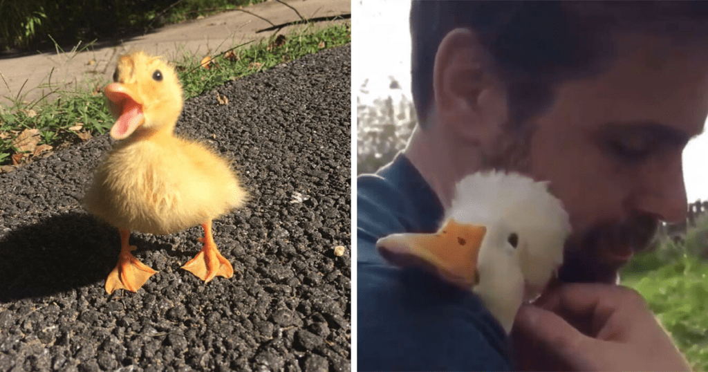 60+ Lucky ducks living their adorable best lives