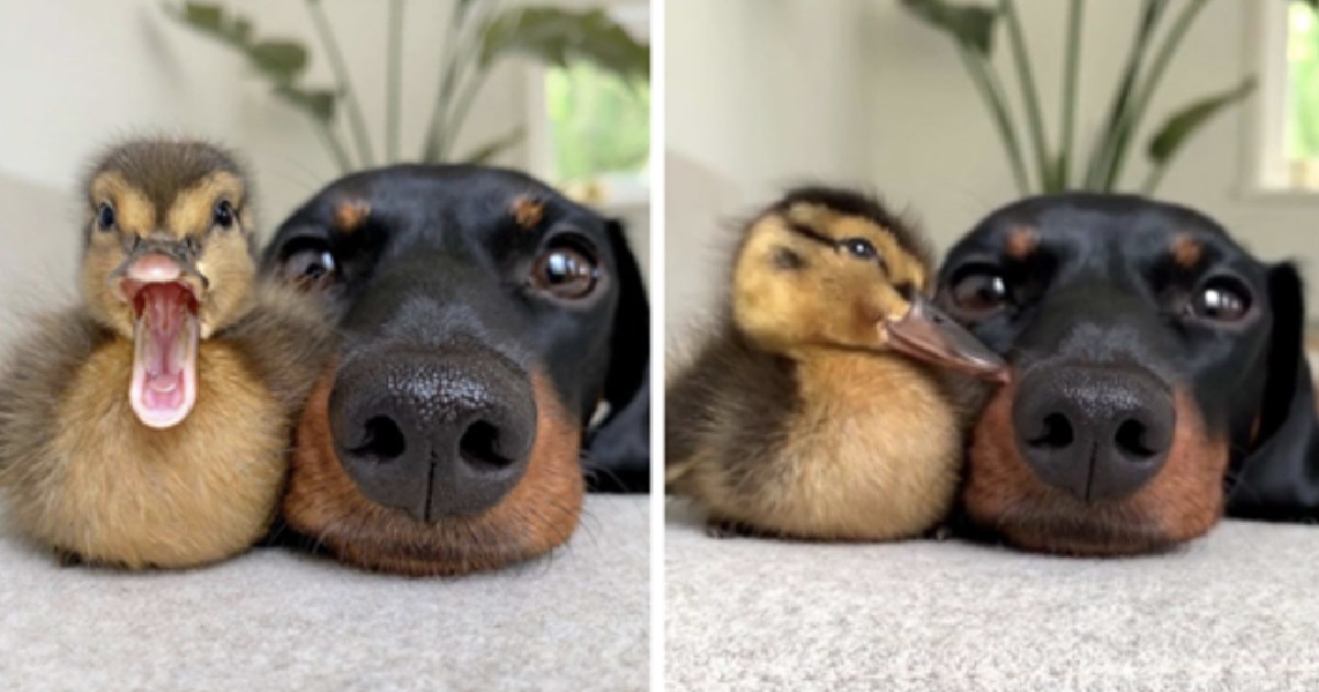 60+ Lucky ducks living their adorable best lives