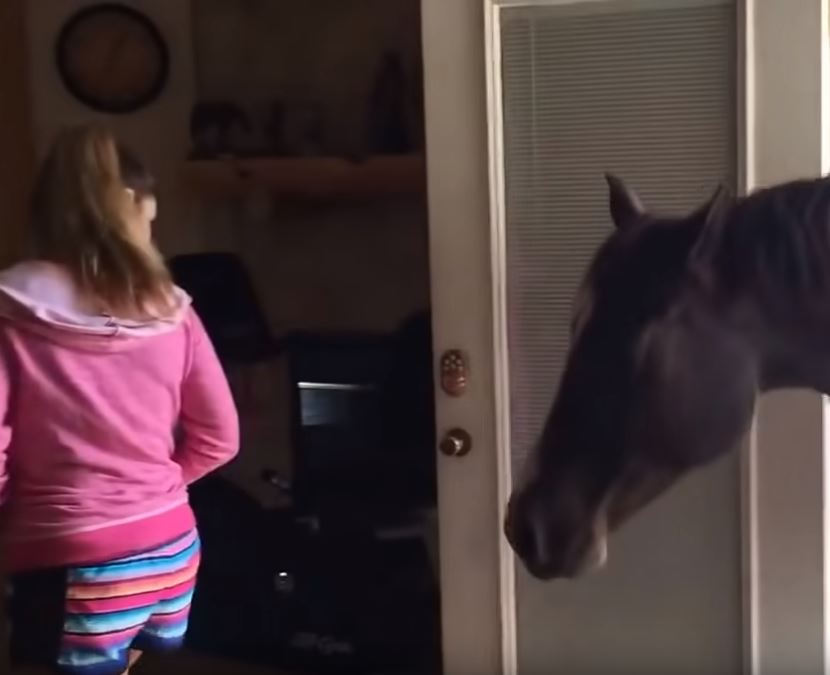 Owners Let Horse Walk In House