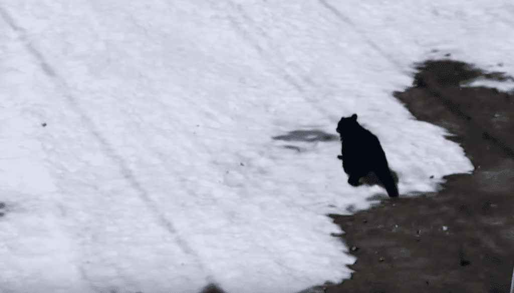 Black bear shows up to ski resort – someone captures a video of him ...