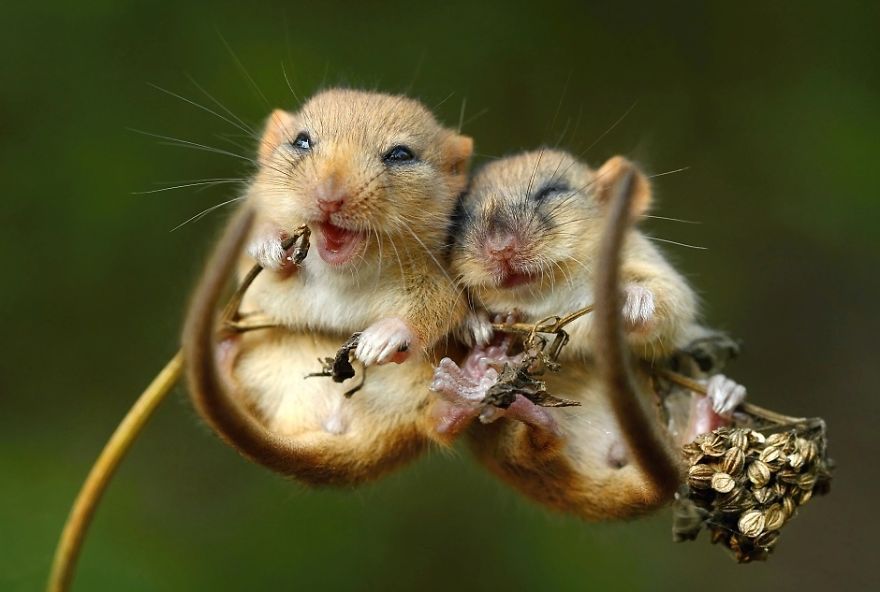 75 animals that know how to woo their loved one on Valentines day