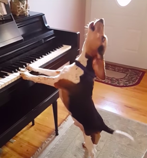 Dog Shows Off His Piano And Singing Skills