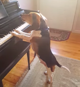 Dog Shows Off His Piano And Singing Skills