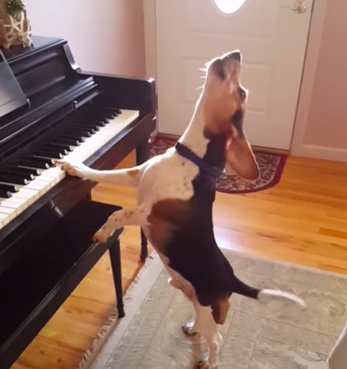 Dog Shows Off His Piano And Singing Skills