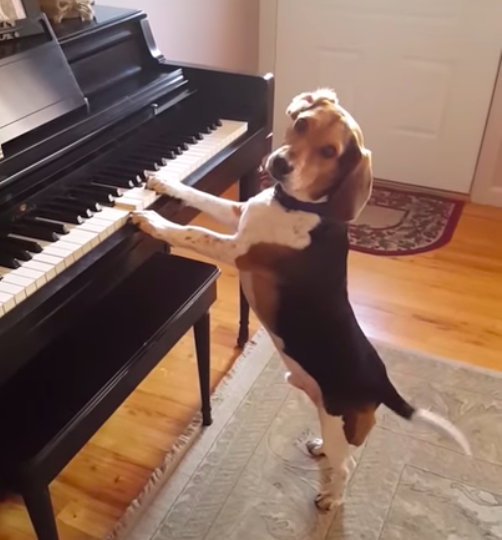 Dog Shows Off His Piano And Singing Skills