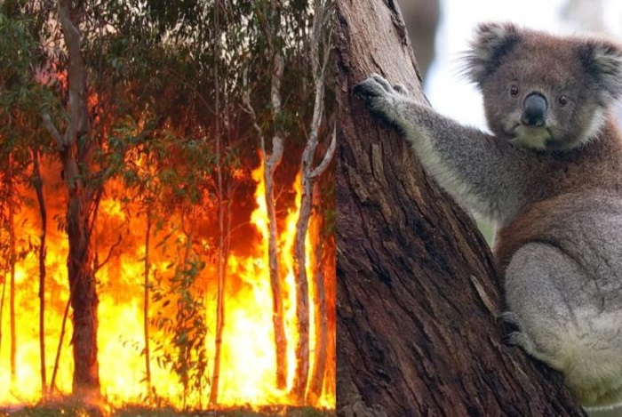 Large koala with 4 burned paws clings to tree in backyard until ...