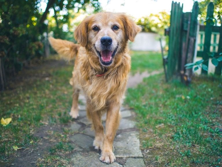 Puppy Overwhelmed With Joy When Owner Gets Home