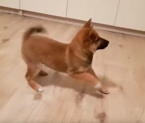 Puppy Overwhelmed With Joy When Owner Gets Home