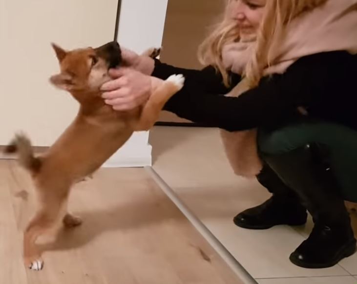 Puppy Overwhelmed With Joy When Owner Gets Home
