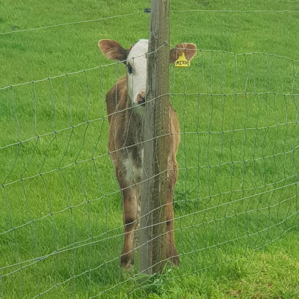 40 super shy animals we just want to pick up and hug