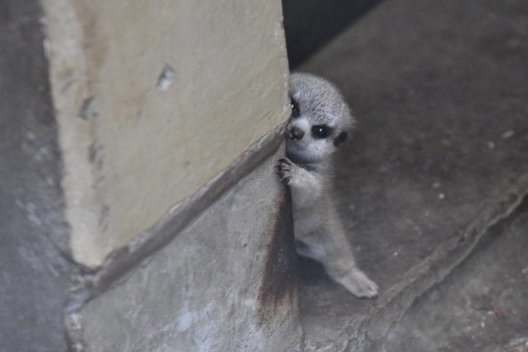 40 super shy animals we just want to pick up and hug