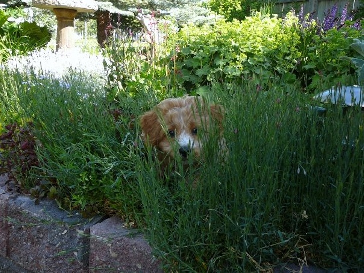 40 super shy animals we just want to pick up and hug