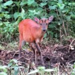 40 super shy animals we just want to pick up and hug