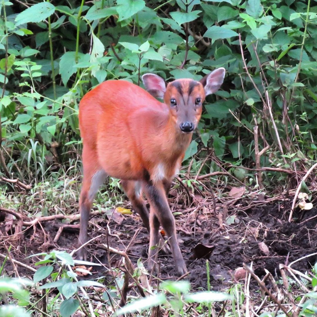 40 super shy animals we just want to pick up and hug