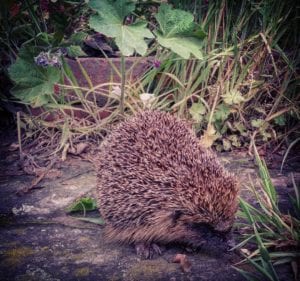 40 super shy animals we just want to pick up and hug