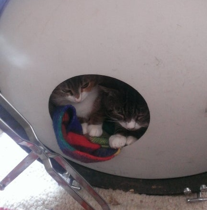 40 super shy animals we just want to pick up and hug