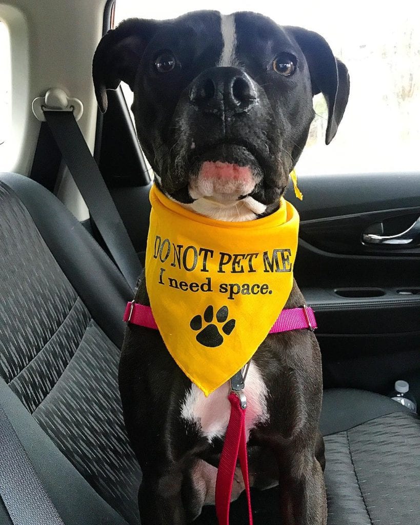 40 super shy animals we just want to pick up and hug