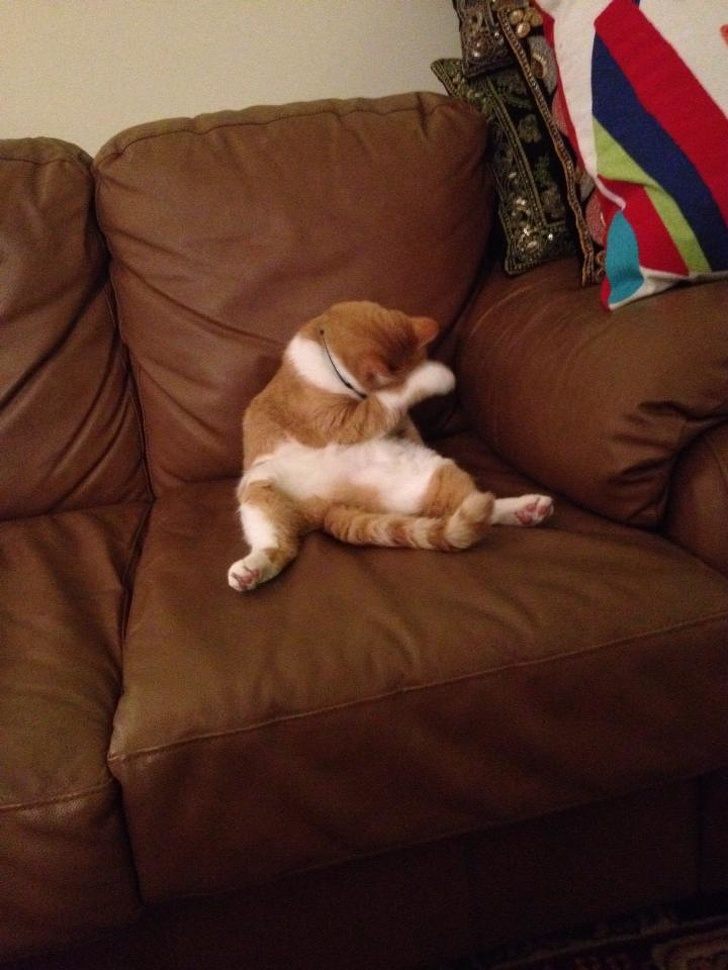 40 super shy animals we just want to pick up and hug