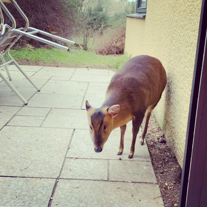 40 super shy animals we just want to pick up and hug