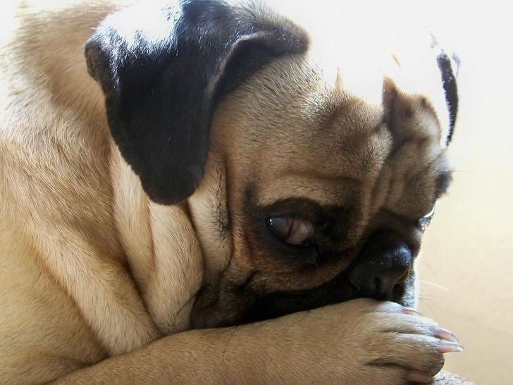 40 super shy animals we just want to pick up and hug