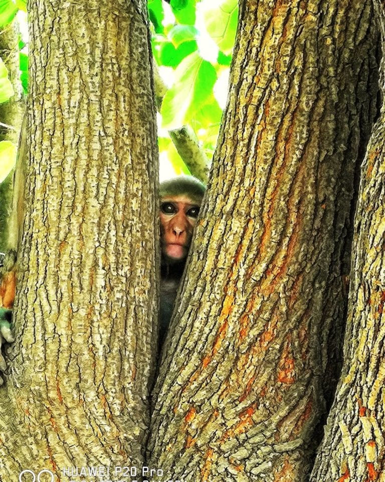 40 super shy animals we just want to pick up and hug