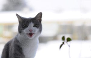30 Sounds that cats make and what they mean