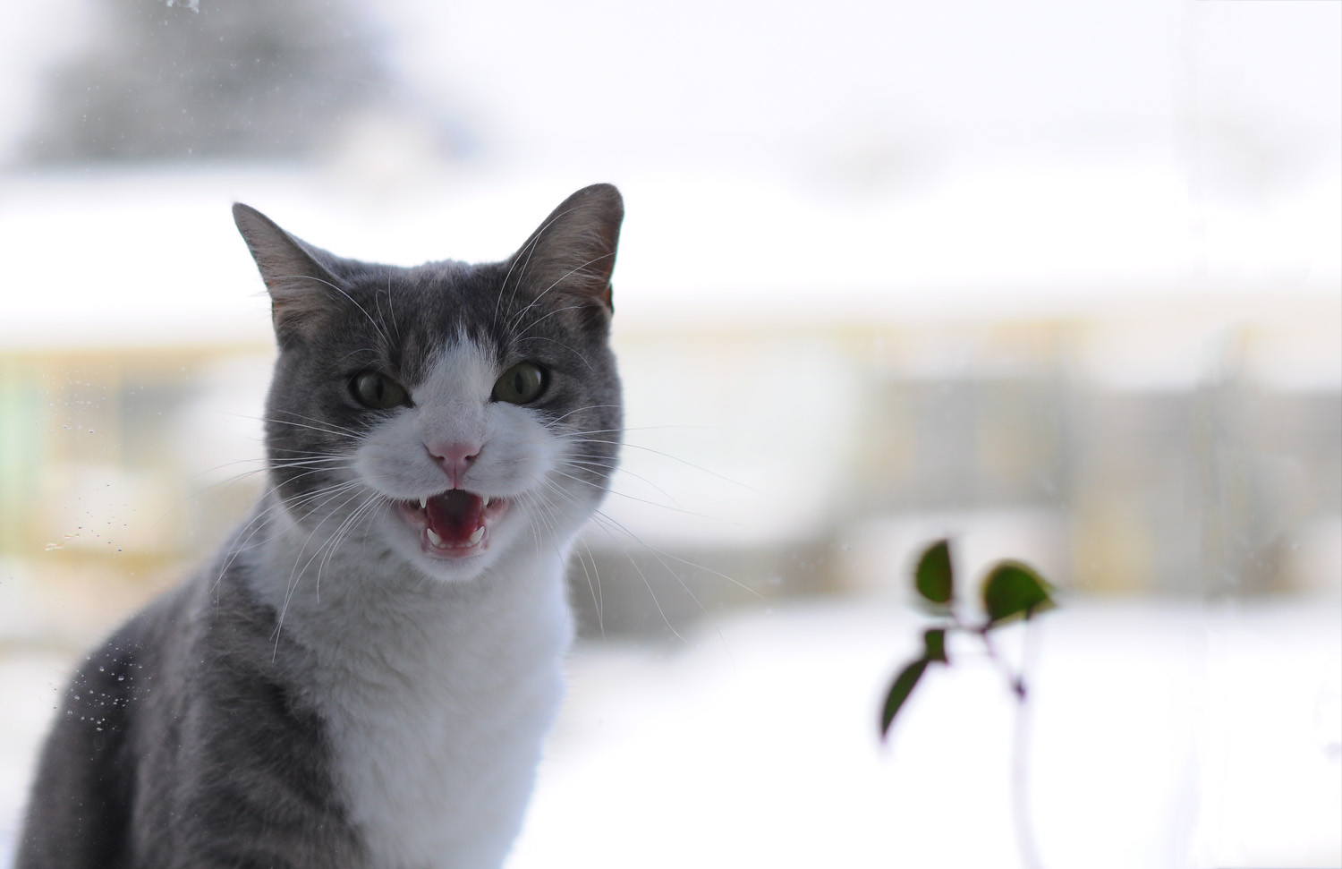 30 Sounds that cats make and what they mean