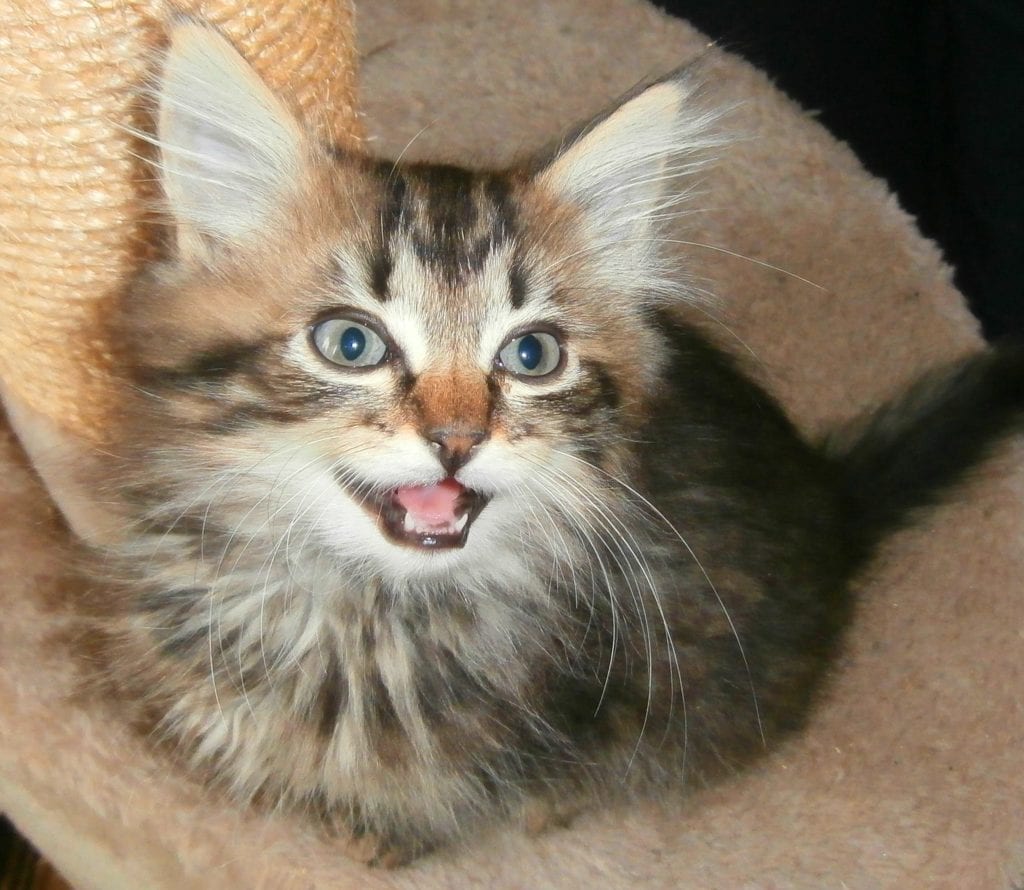 30 Sounds that cats make and what they mean