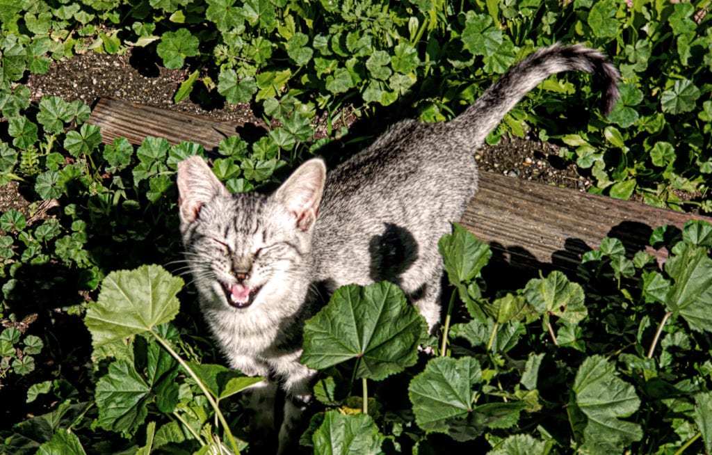 30 Sounds that cats make and what they mean