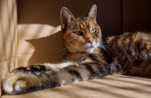 30 Sounds that cats make and what they mean