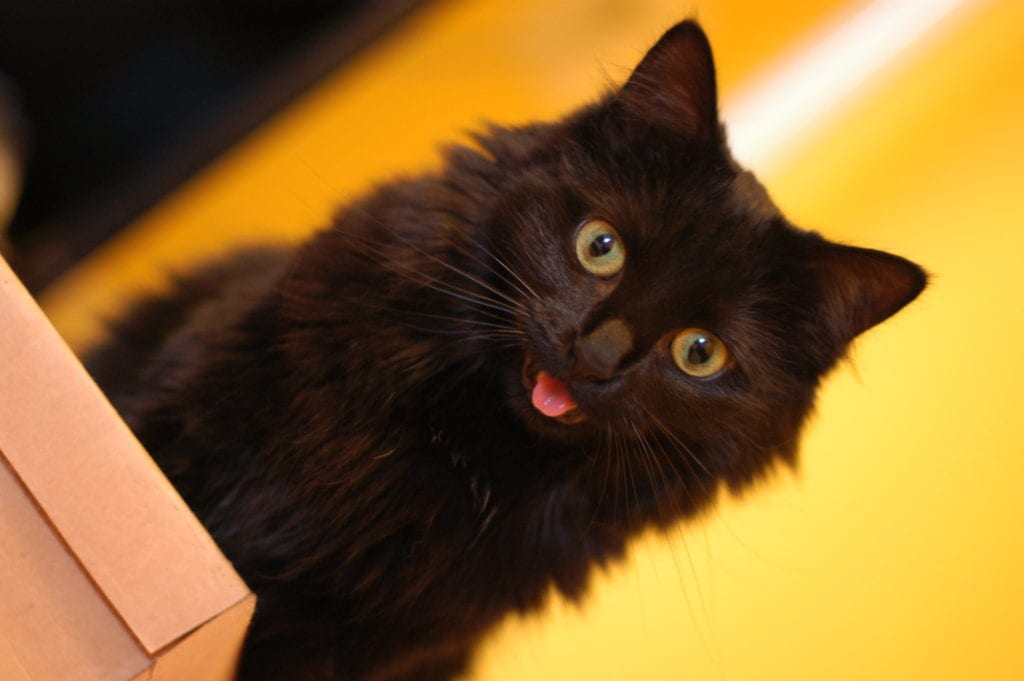 30 Sounds that cats make and what they mean