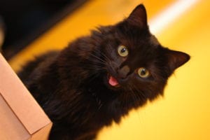 30 Sounds that cats make and what they mean
