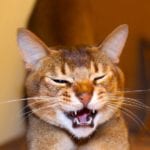 30 Sounds that cats make and what they mean