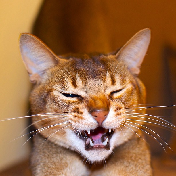 30 Sounds that cats make and what they mean