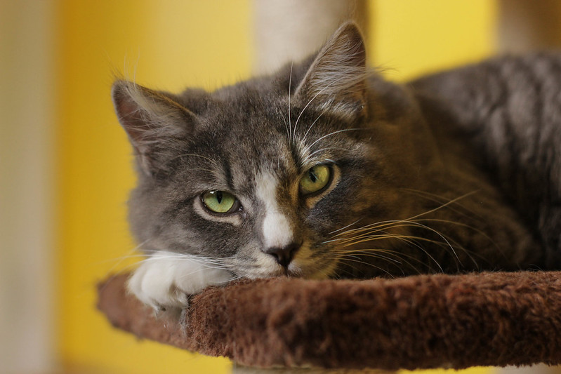 30 Sounds that cats make and what they mean