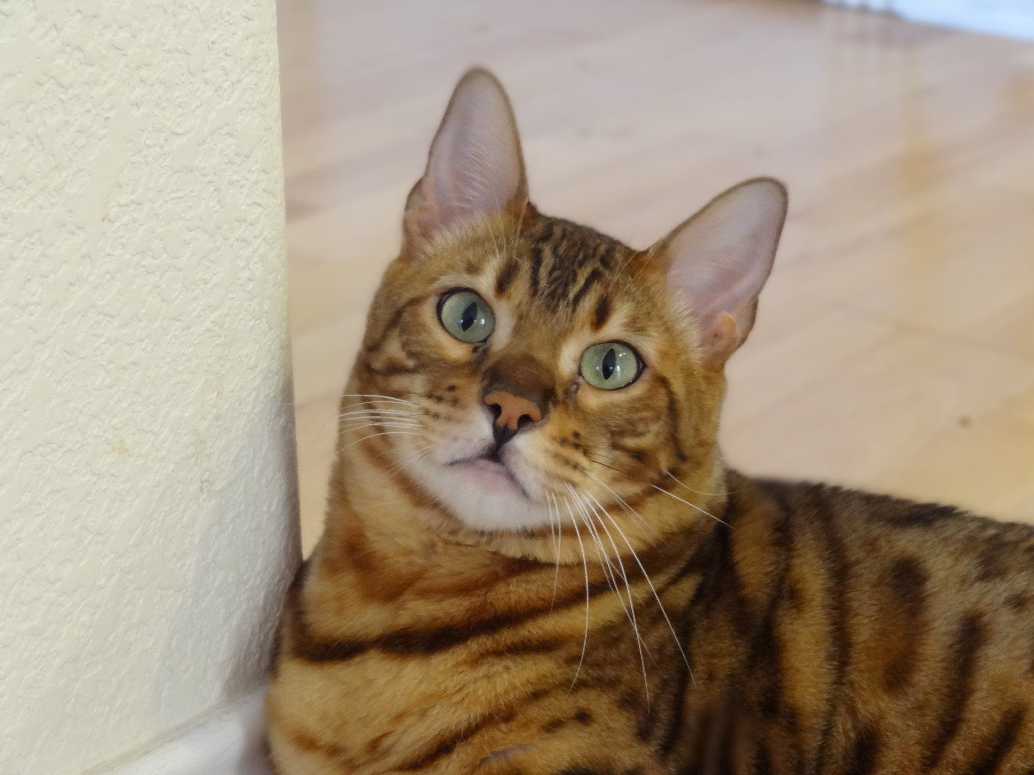 30 Sounds that cats make and what they mean