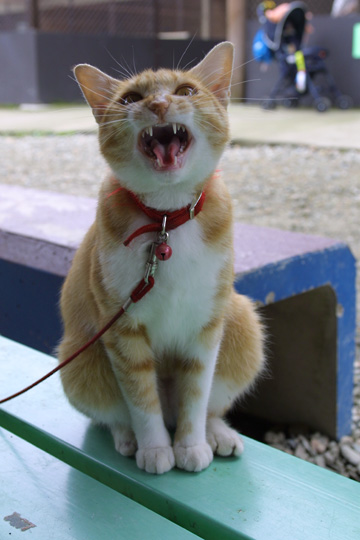 30 Sounds that cats make and what they mean