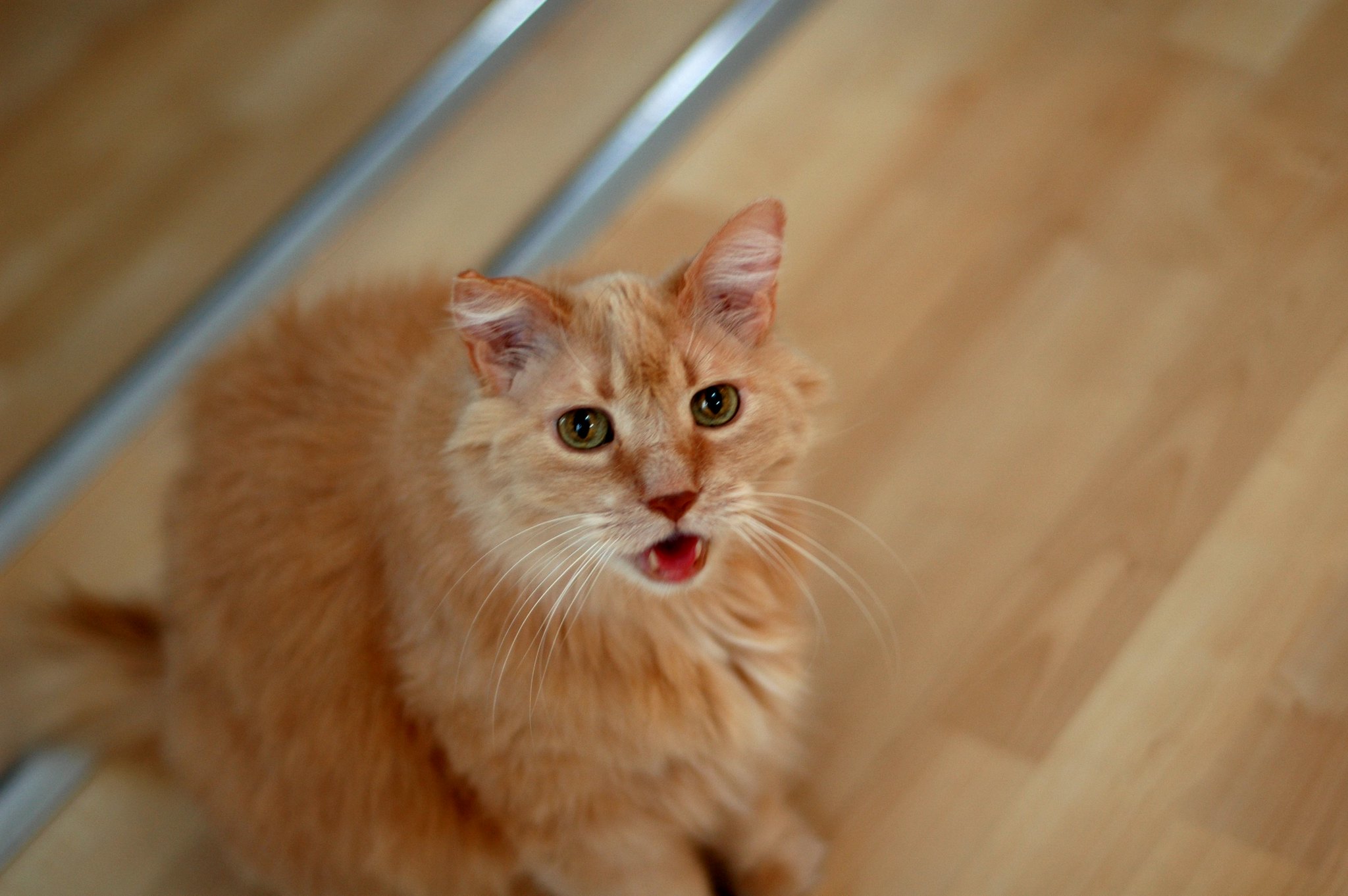 30 Sounds that cats make and what they mean
